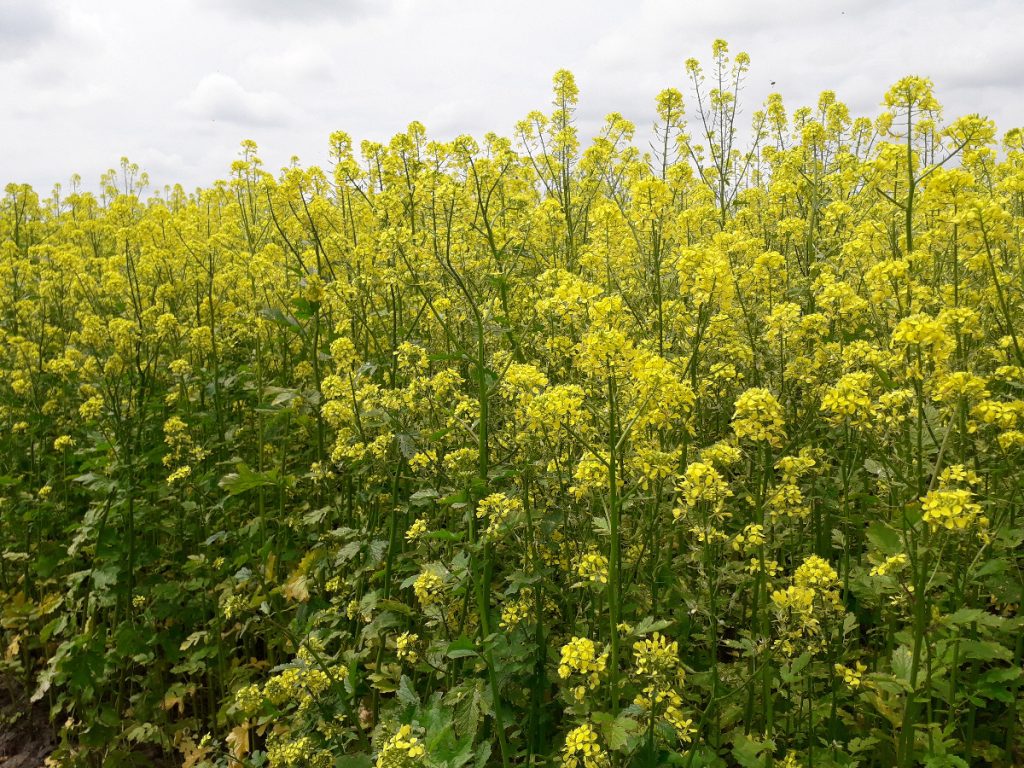 A mustár termesztésének háttere - Mezőhír